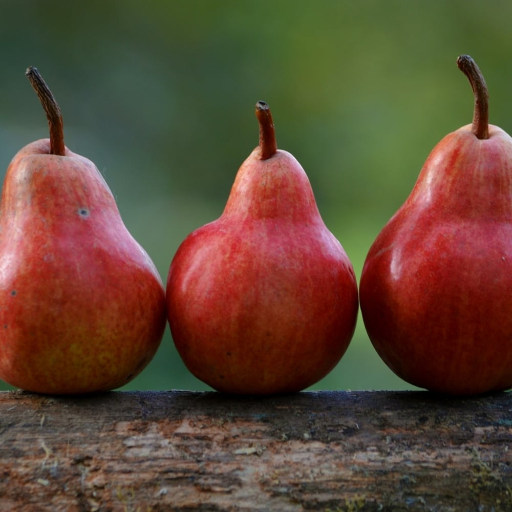 Growing Pears: A Complete Guide for the Home Gardener» GrowMad